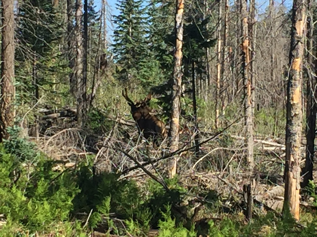Our wildlife sighting adventure in the Apache Blue Range Primitive Area ...